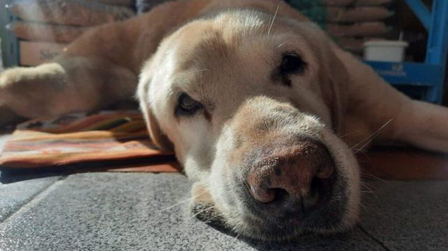 La increíble historia del perro que volvió a su casa tras cinco años de ...