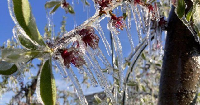 Qué es la helada negra, el fenómeno que pone en alerta a gran parte del ...
